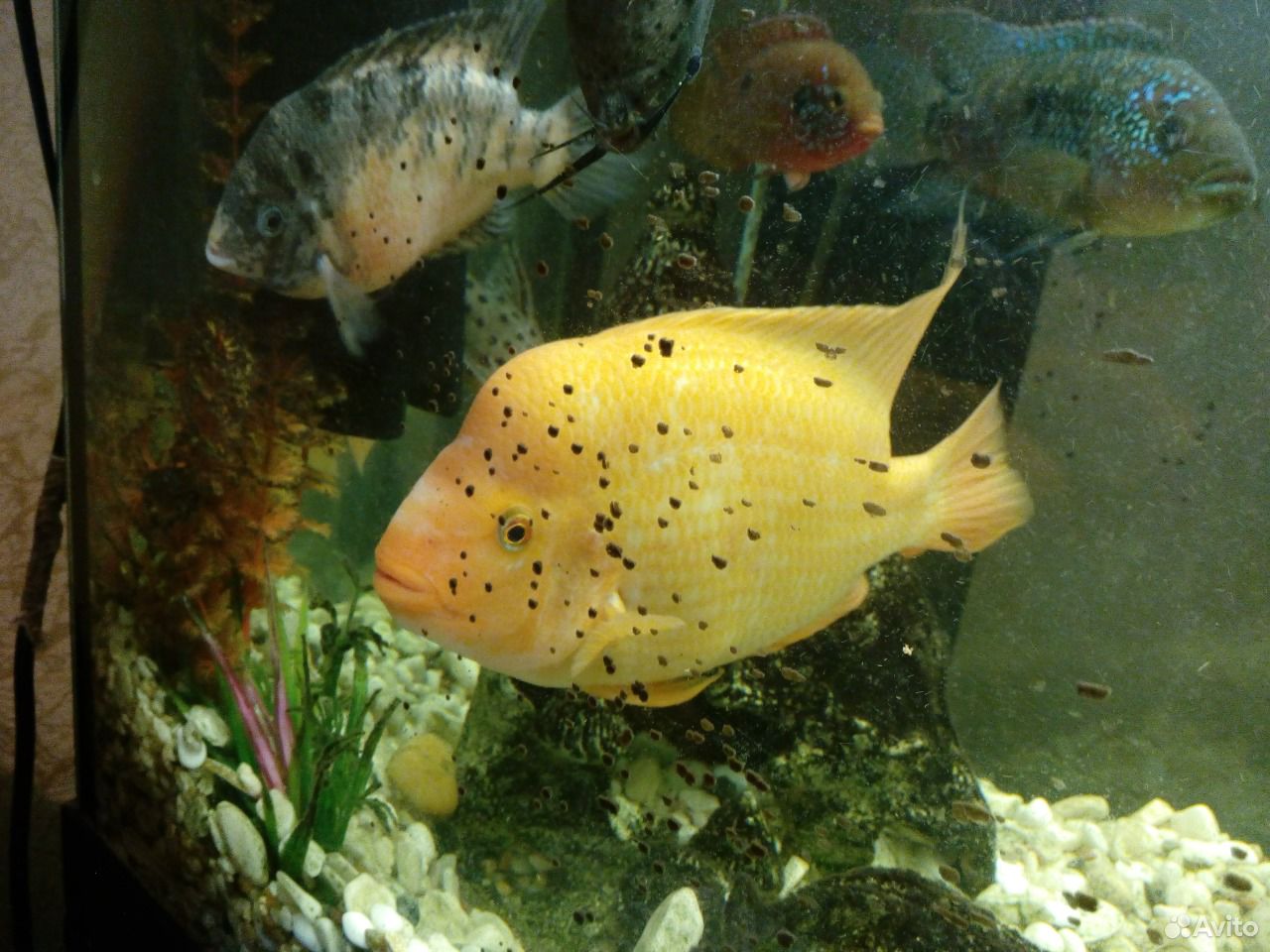 Цихлазома лабиатум "Красный дьявол"