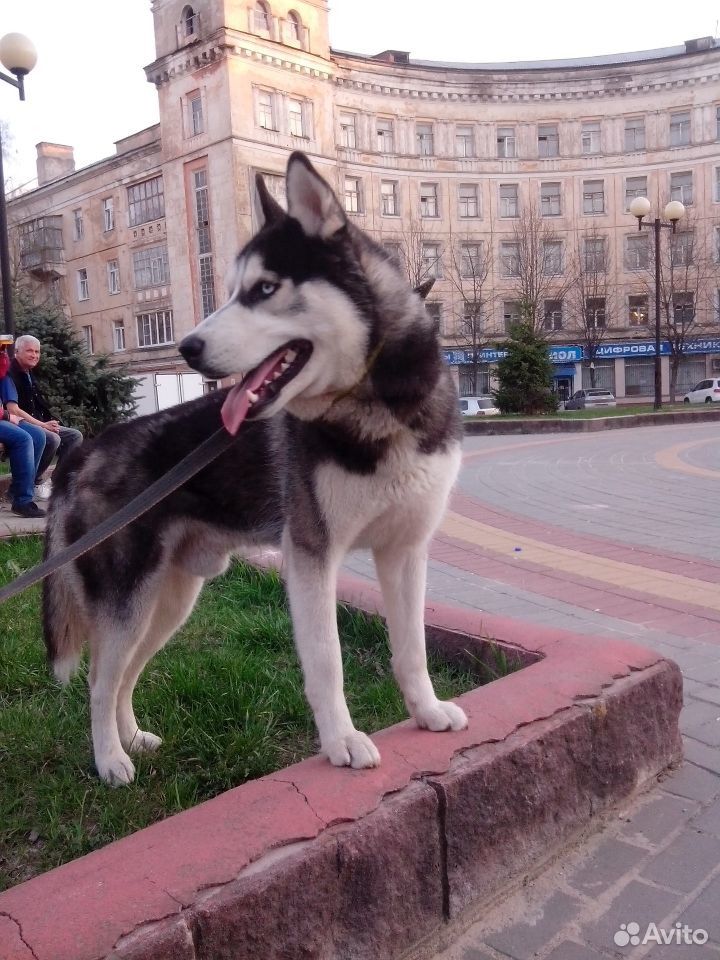 Вязка
