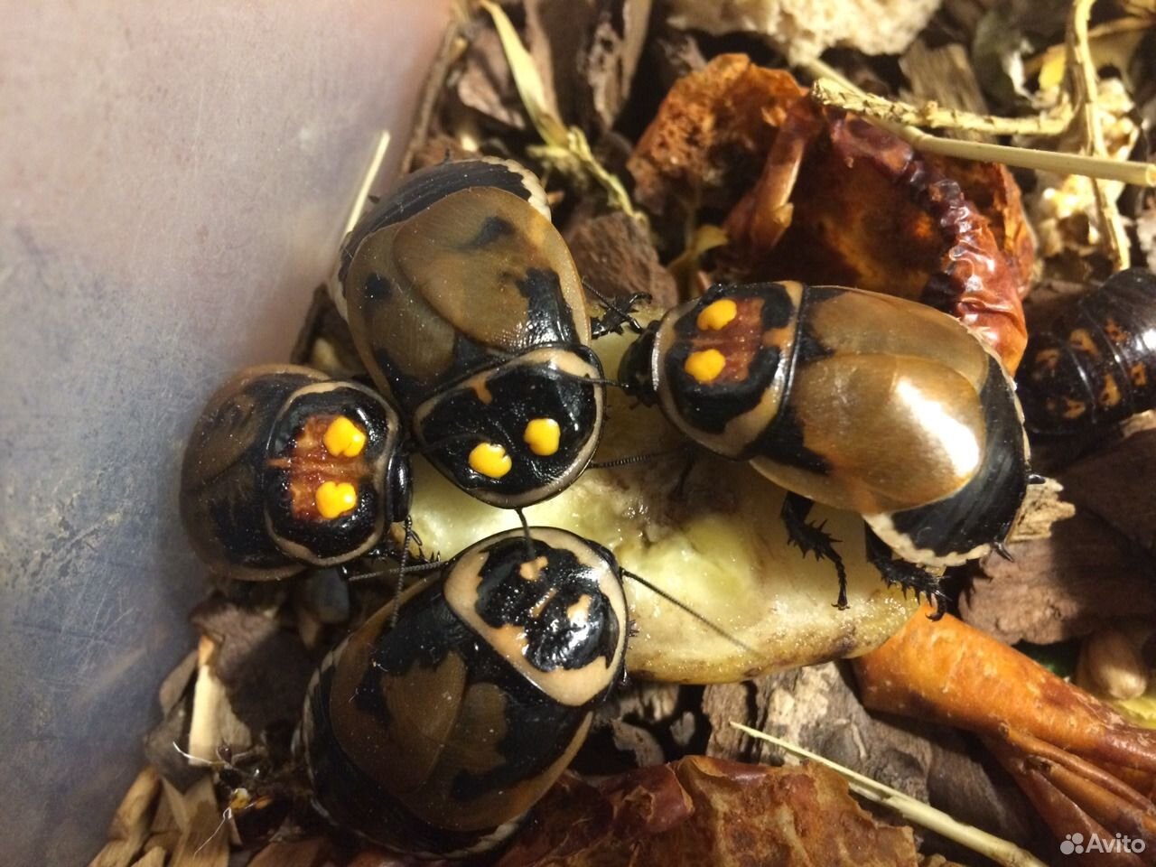 Таракан Автомобильчик