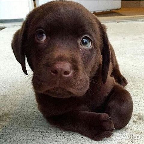Шоколадные Лабрадорчики