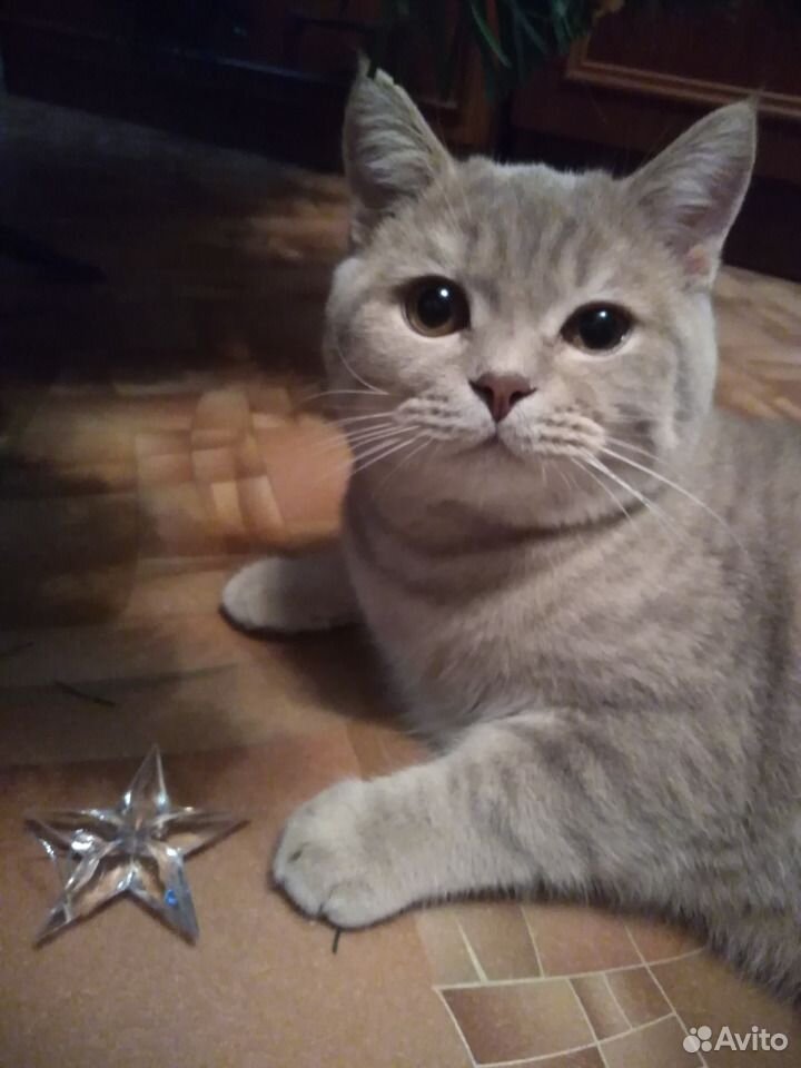 Жду невесту в гости