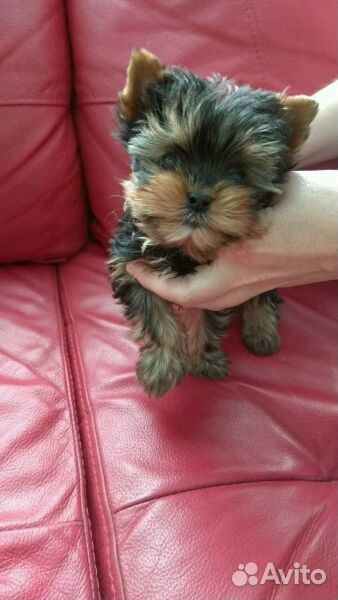 Йорик микро