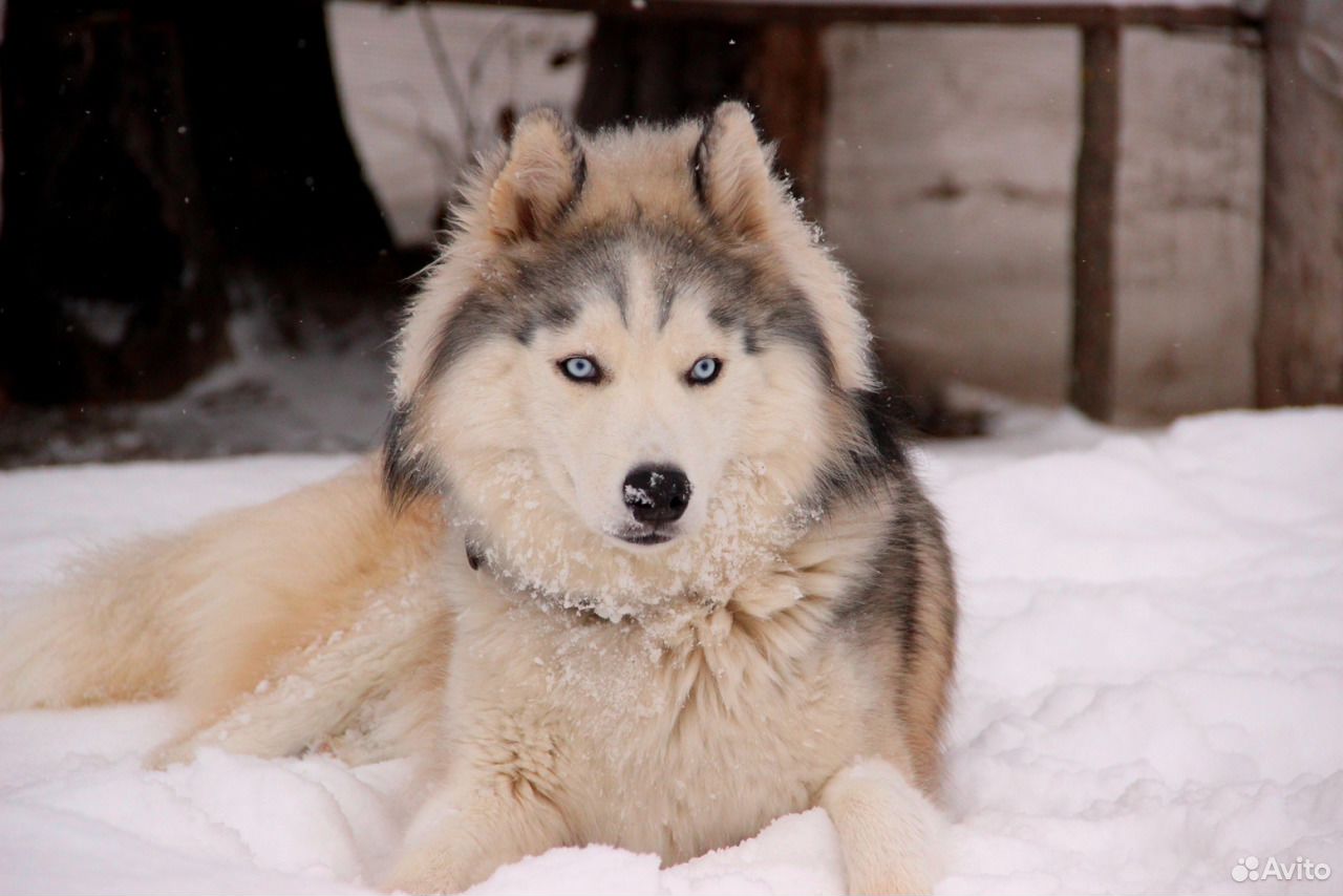 Вязка кобель Сибирский хаски