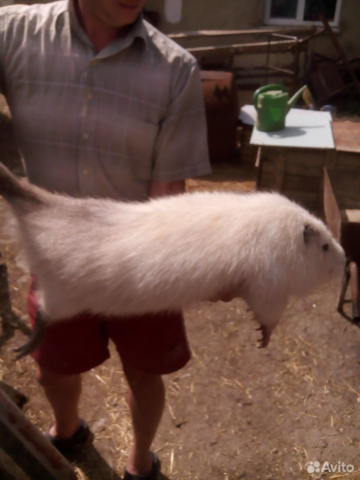 Продам племенных самцов нутрий, мясо нутрий, жир н