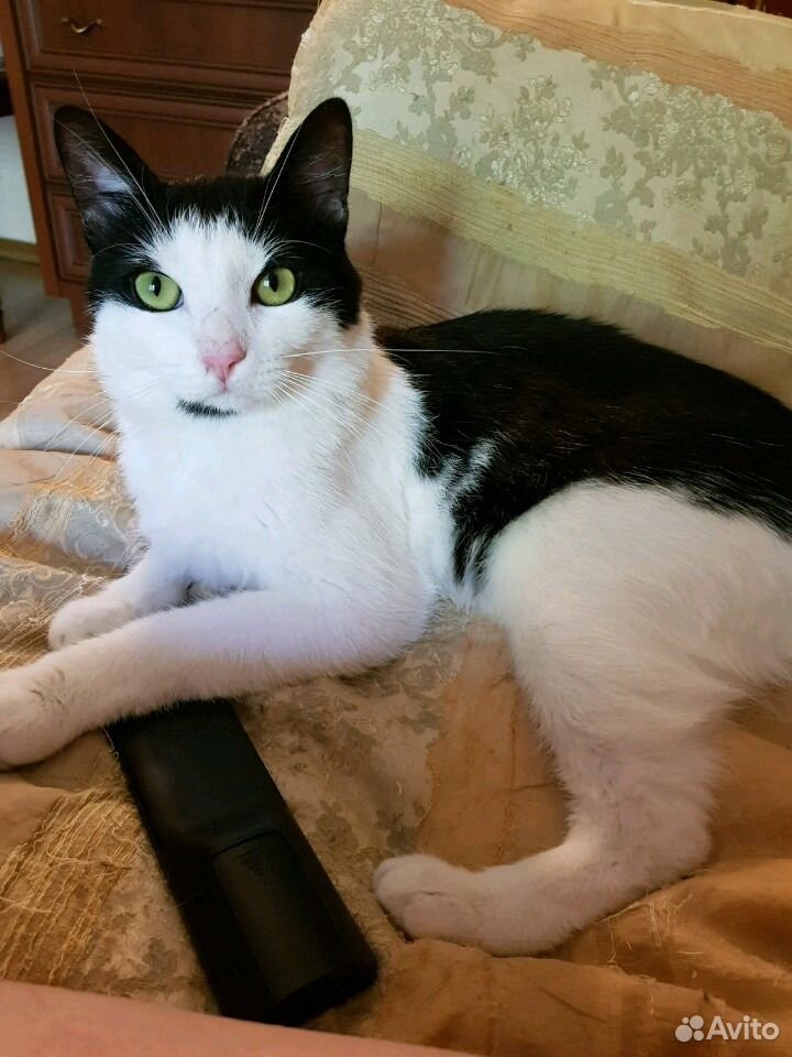 Самый ласковый котенок Феня 2 года привит