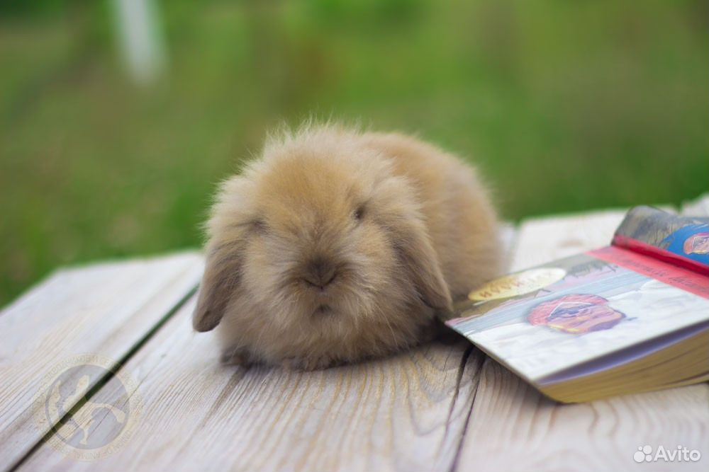 Девочка карликовый крольчонок Лето и другие
