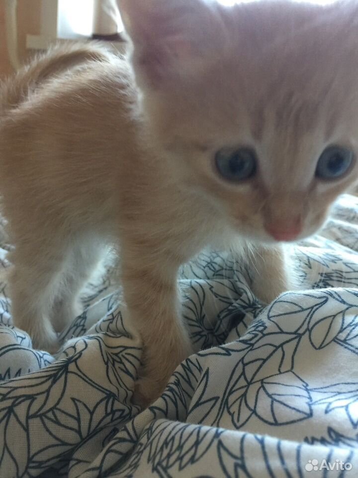 Котенок в добрые руки