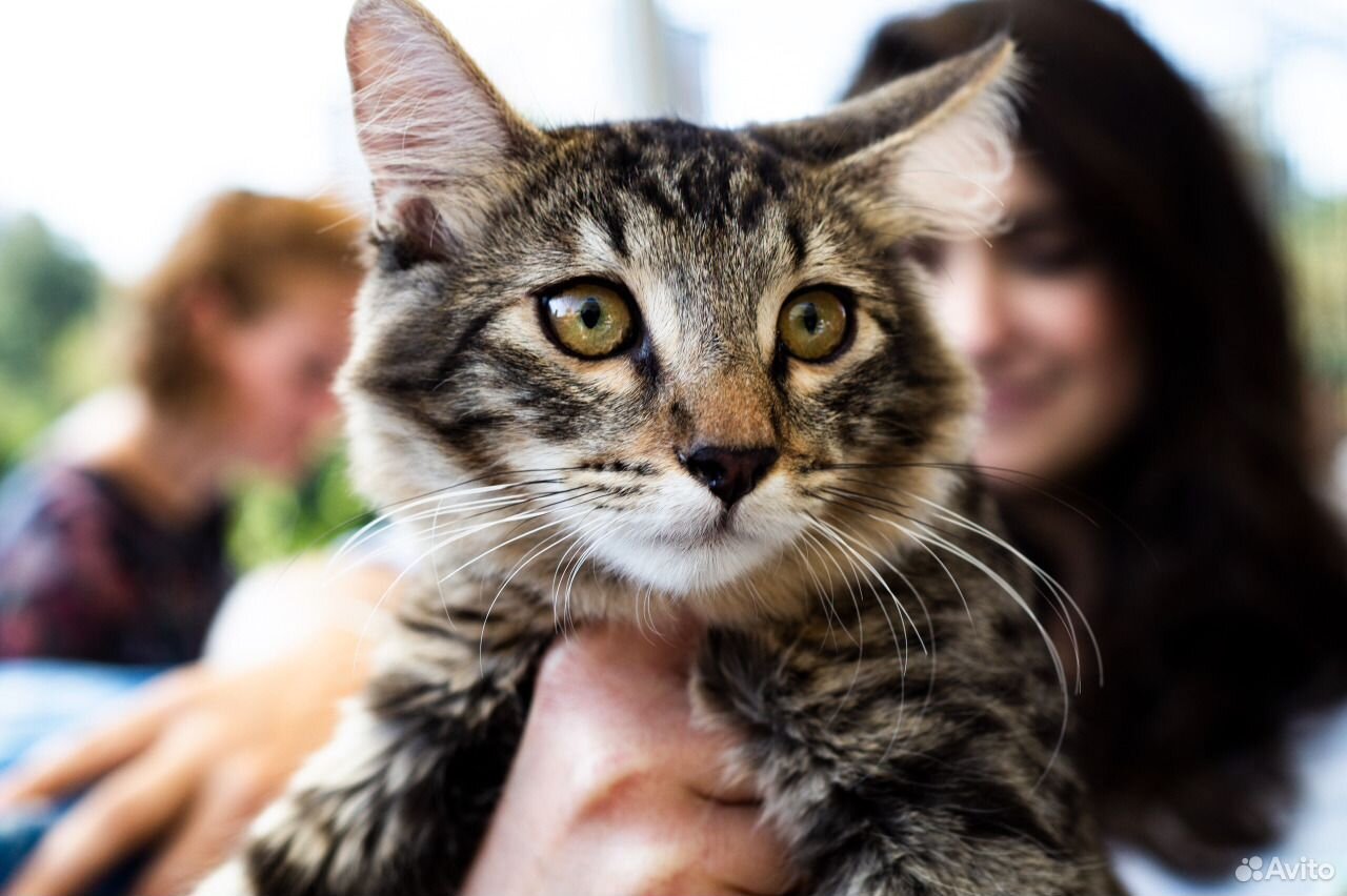 Невероятно милый котёнок Тони ищет семью