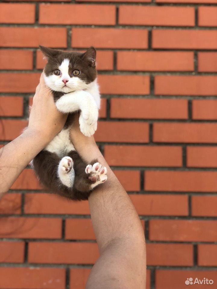 Британский котик цинамон с белым