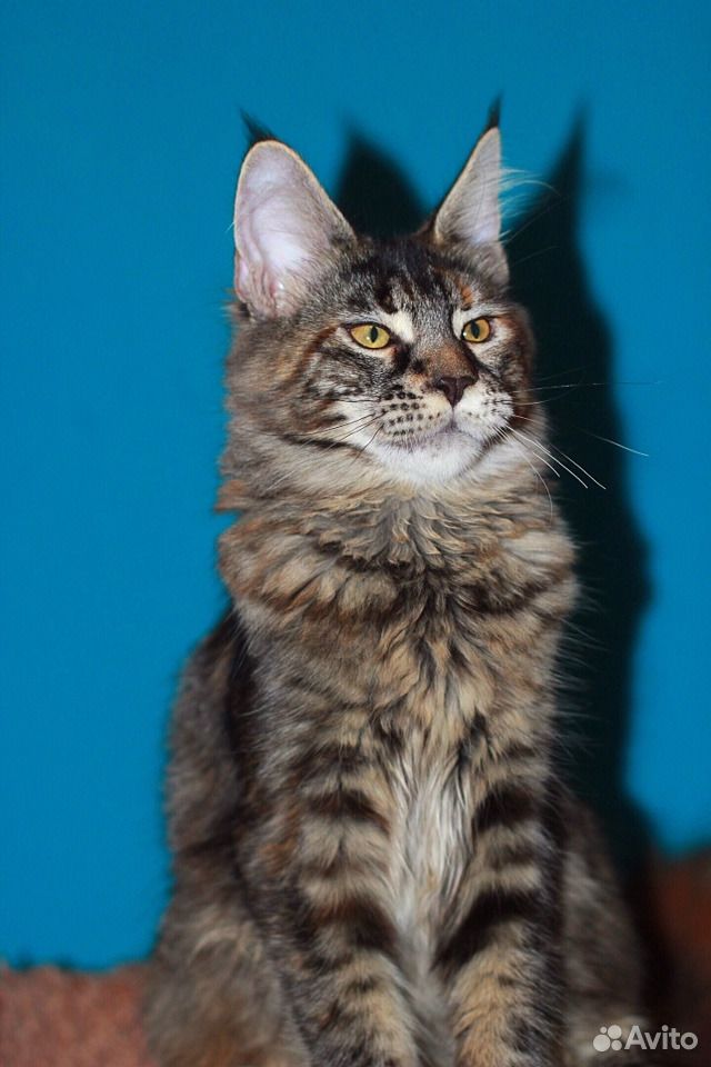 Мейн-кун чудо Котенок