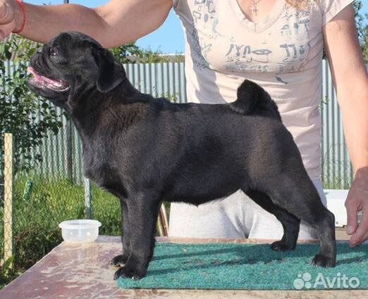 Мопс чёрная девочка