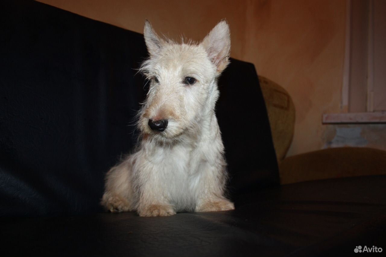 Скотч терьера пшеничные щенки