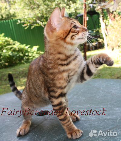 Котенок тойгер Любимка