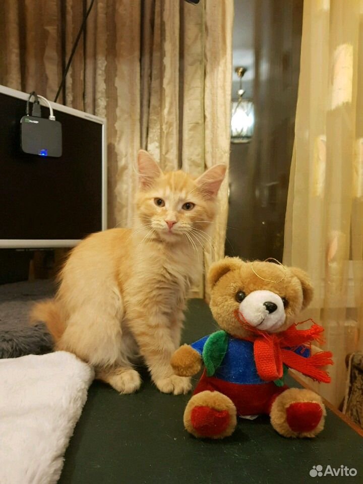 Рыжий котенок домашний мальчик 3мес