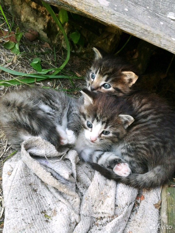 Котики милашки