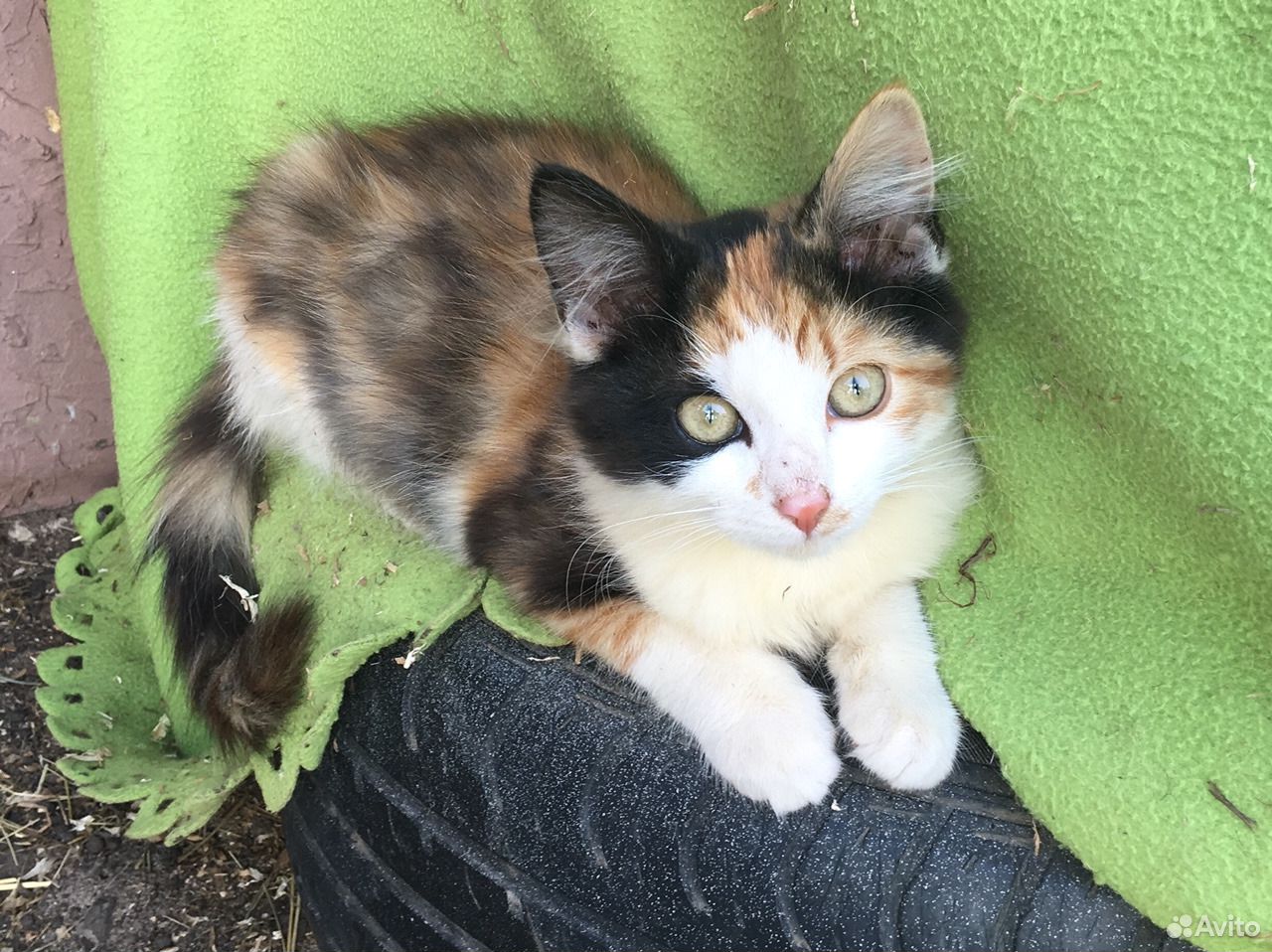Котёнок Марго, редкий окрас 4 месяца