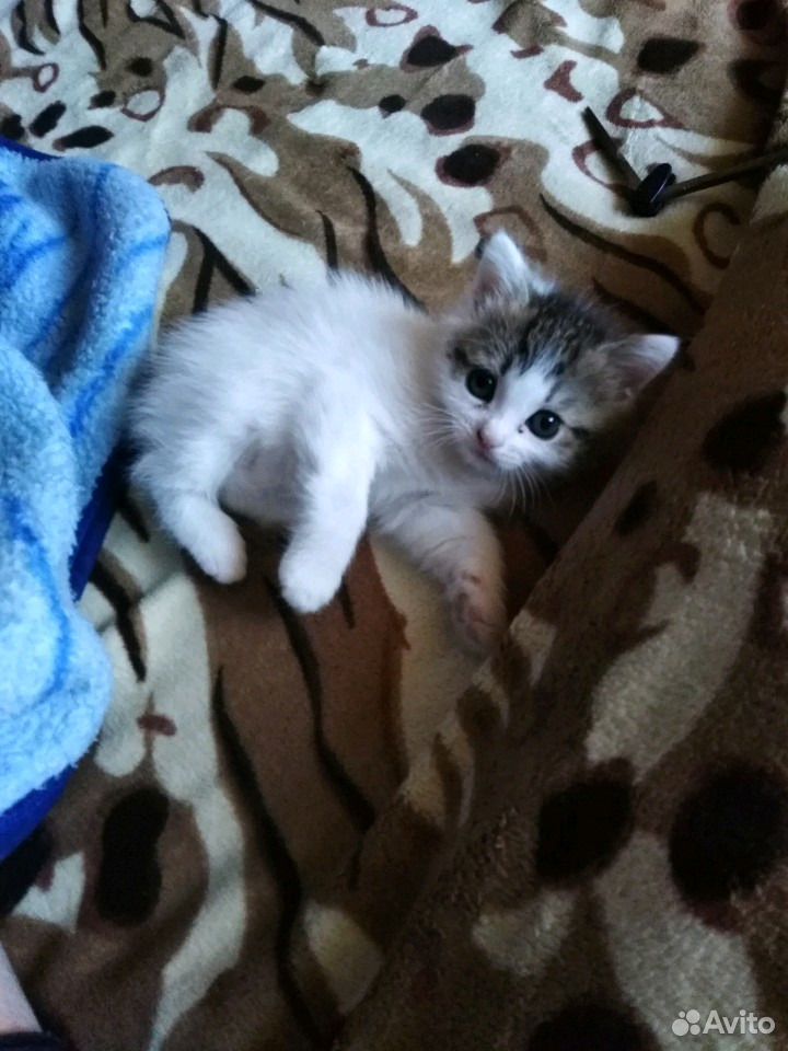 Милый котенок (Мать смесь перса и британца, отец б