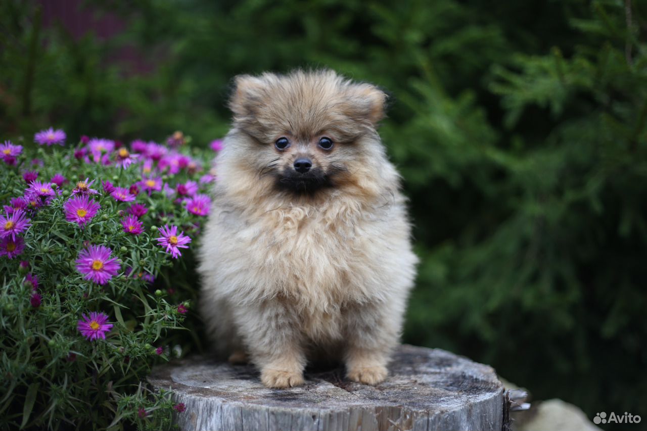 Шпицеребенок