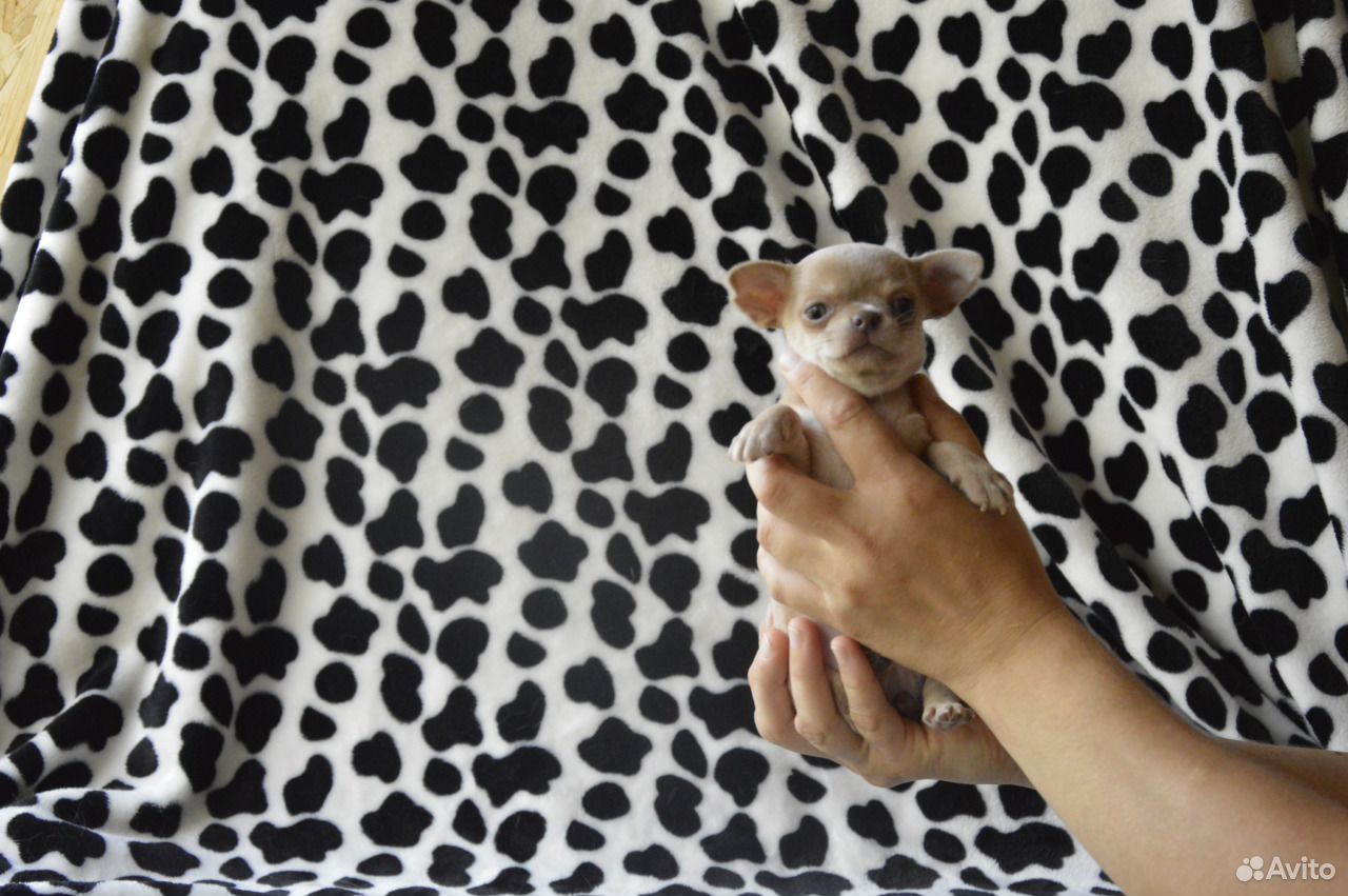 Гладкошерстная лиловая девочка чихуа-хуа