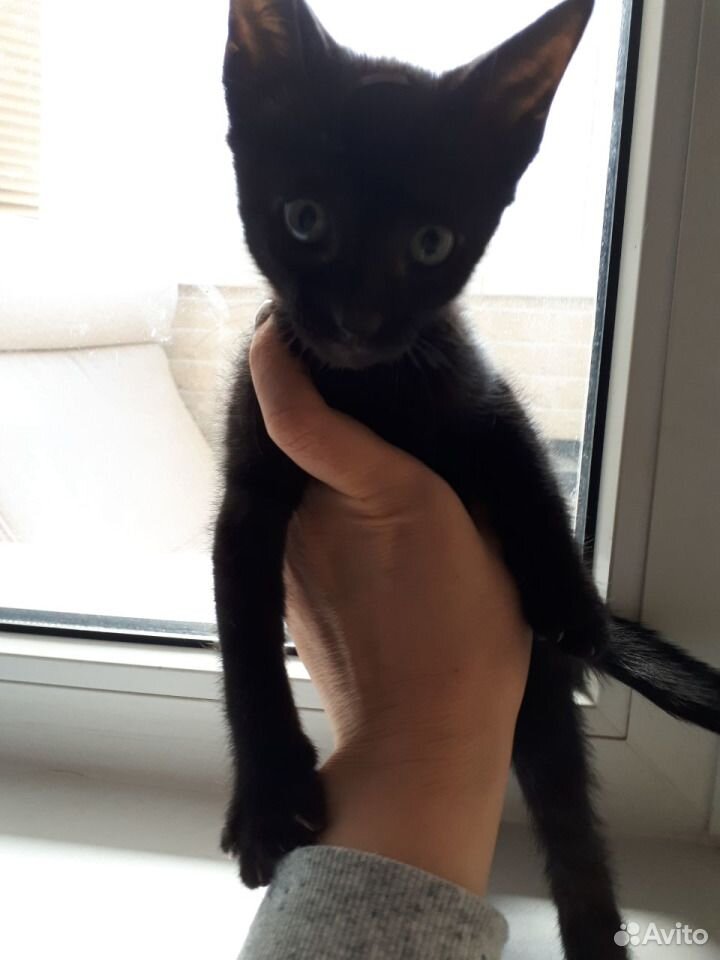 Черный котенок