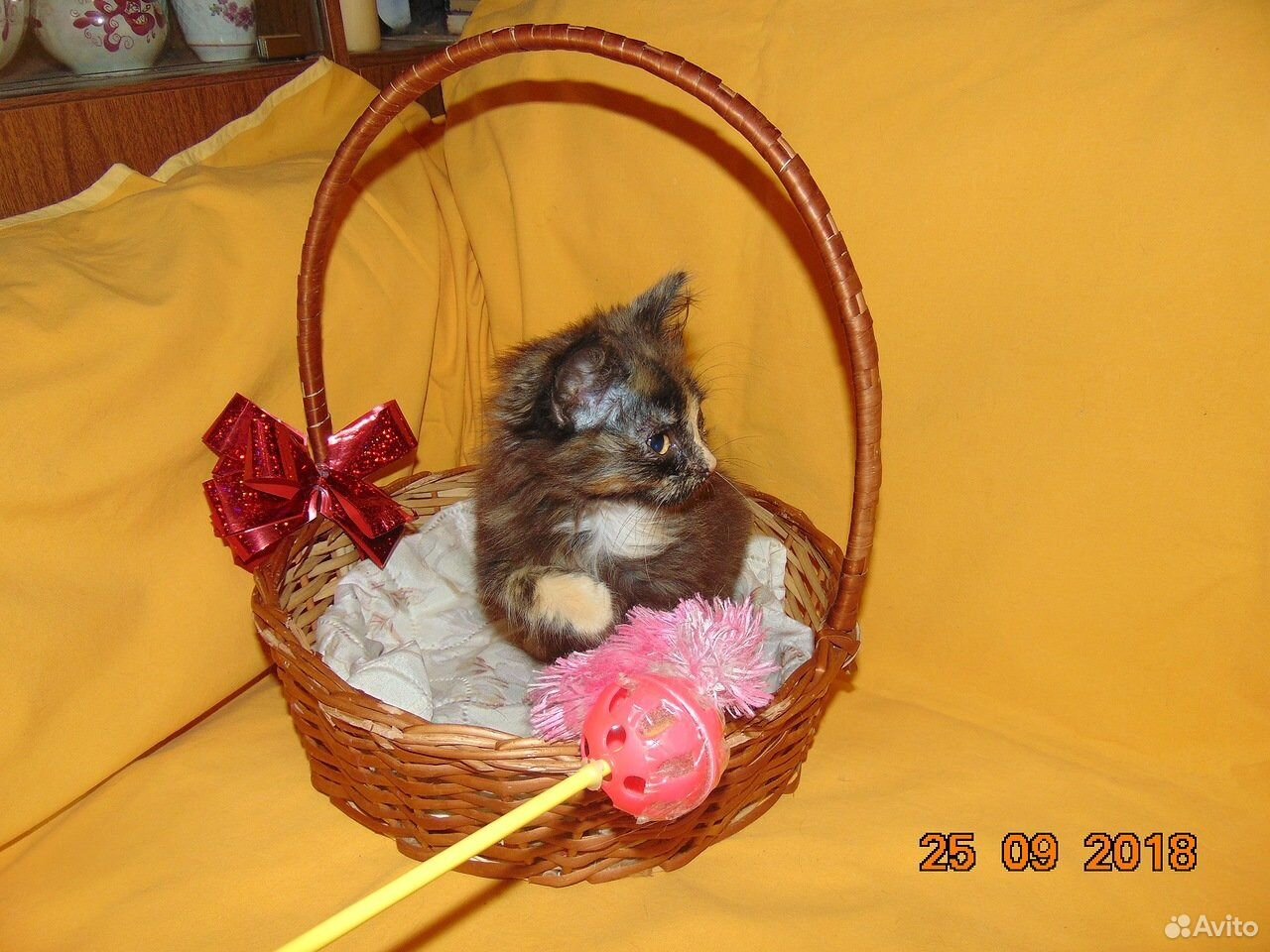 Пушистая девочка Пуша в дар