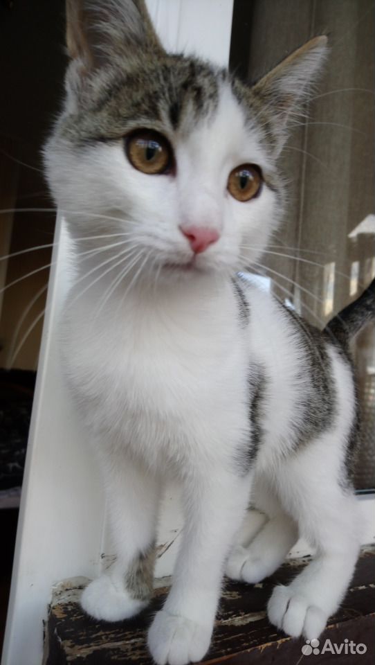 Кот Патрик в дар