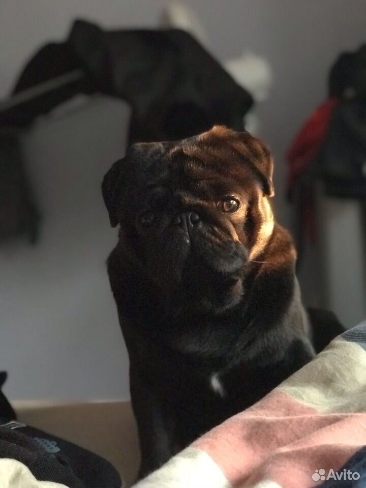 Вязка мопса