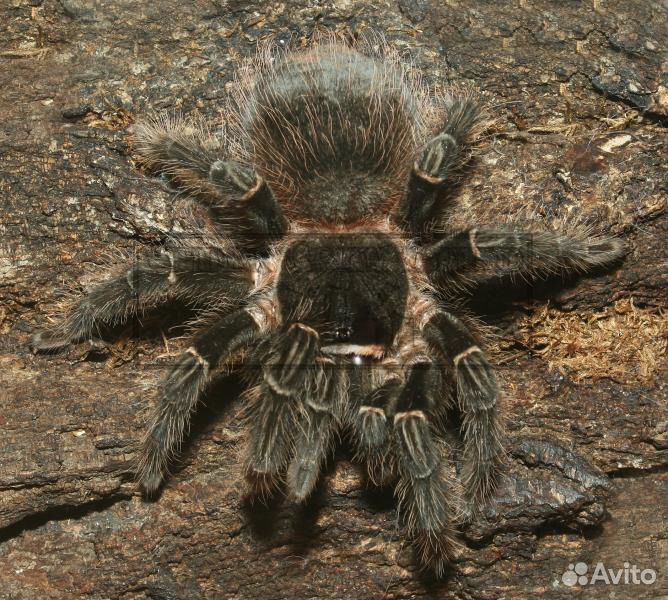 Lasiodora parahybana малыши L5-6
