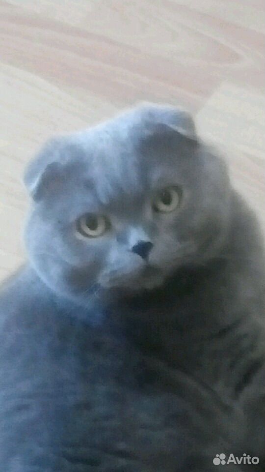 Кот на вязку и его дети