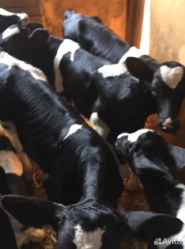 Бычки Холмогор помес с абердин ангусом до 3х месяц