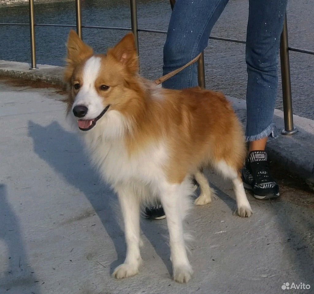 Чистокровный бордер колли ищет невесту