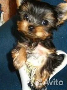 Мимишечный мимишка