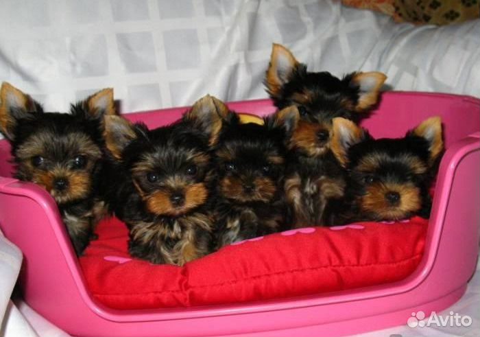 Йорики Мимилашки