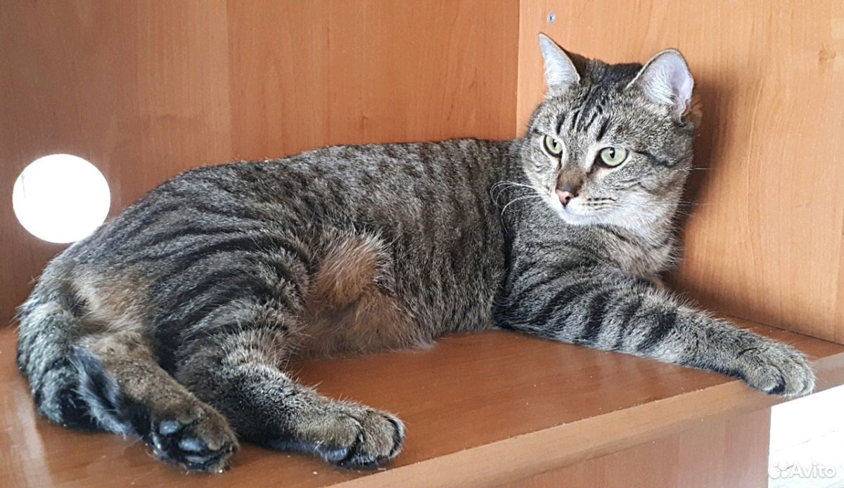 Котик Марк ищет дом