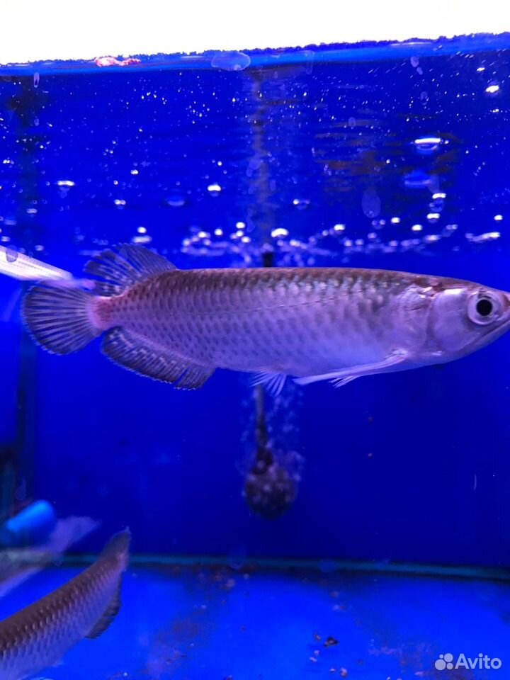 Арована джардини