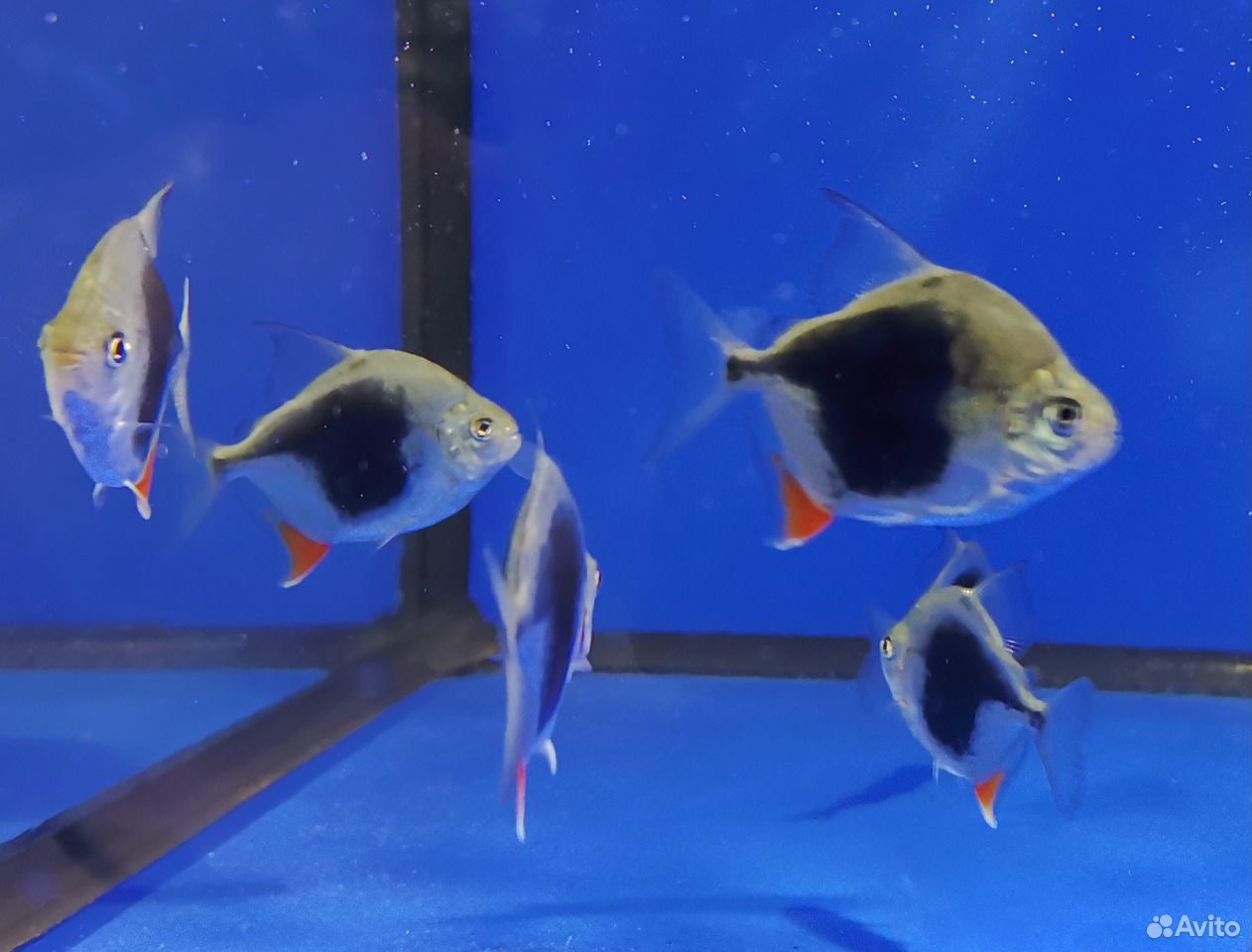 Аквариумная рыба Милеус "ежевика"