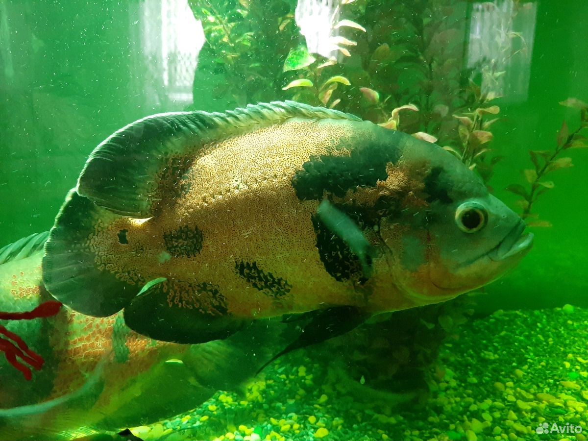 Рыбы аквариумные