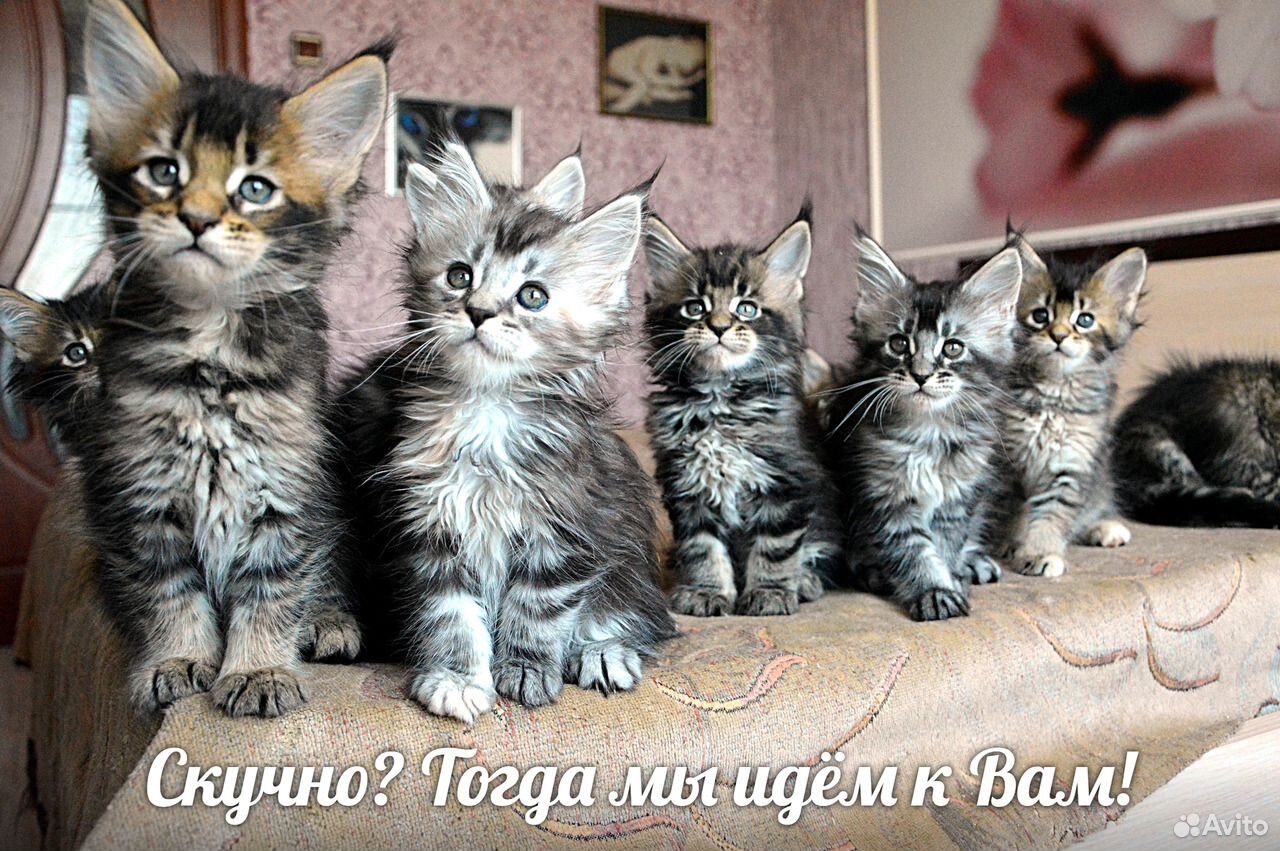 Кунятки,ждут