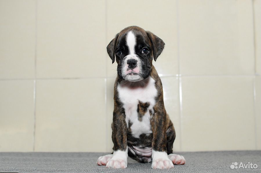 Милашка-боксерочка