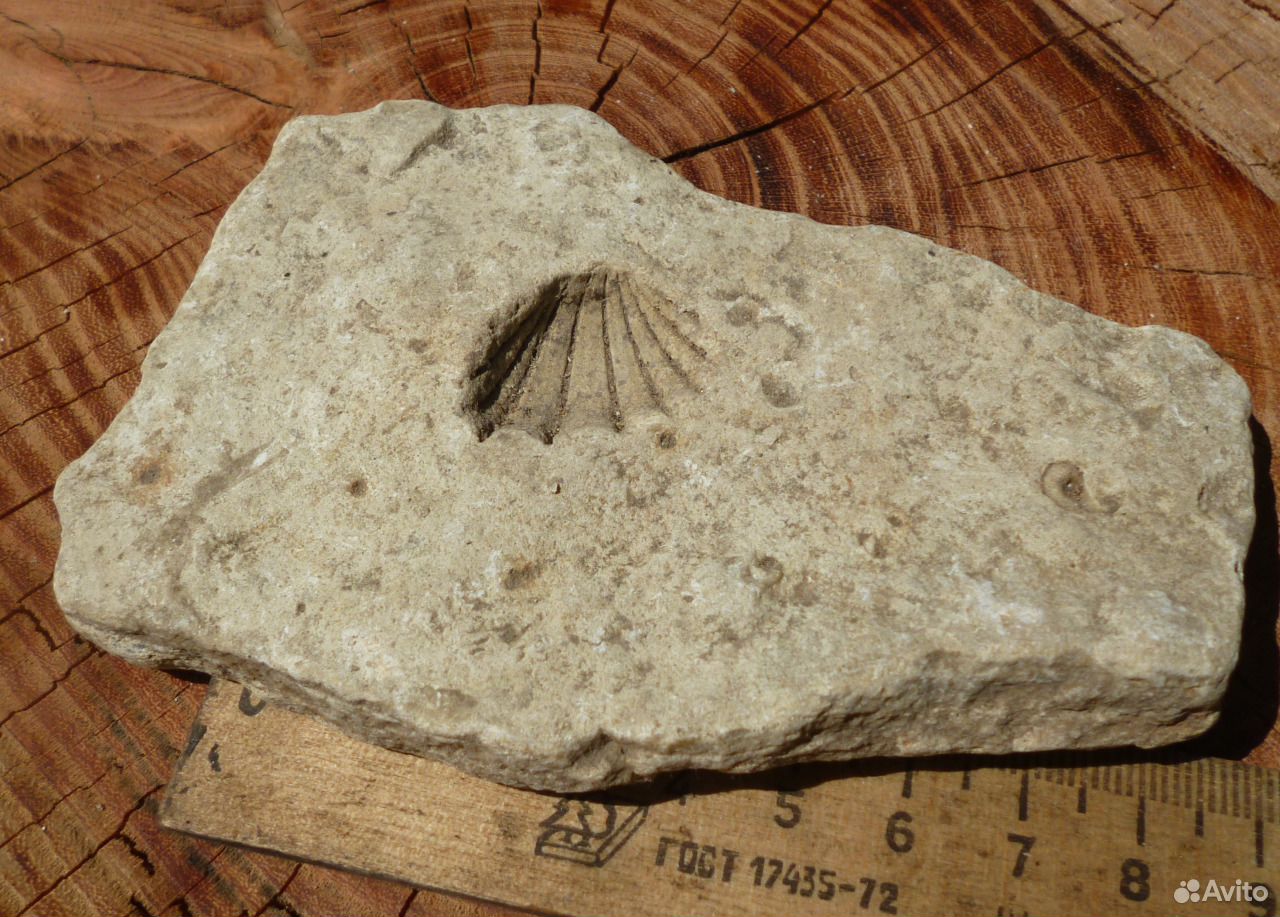 Окаменелость отпечаток ракушки