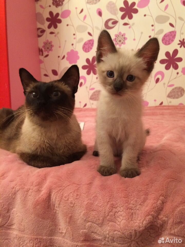 Котята сиамские