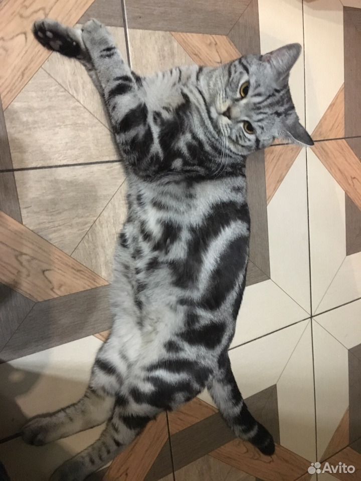 Вязка кота