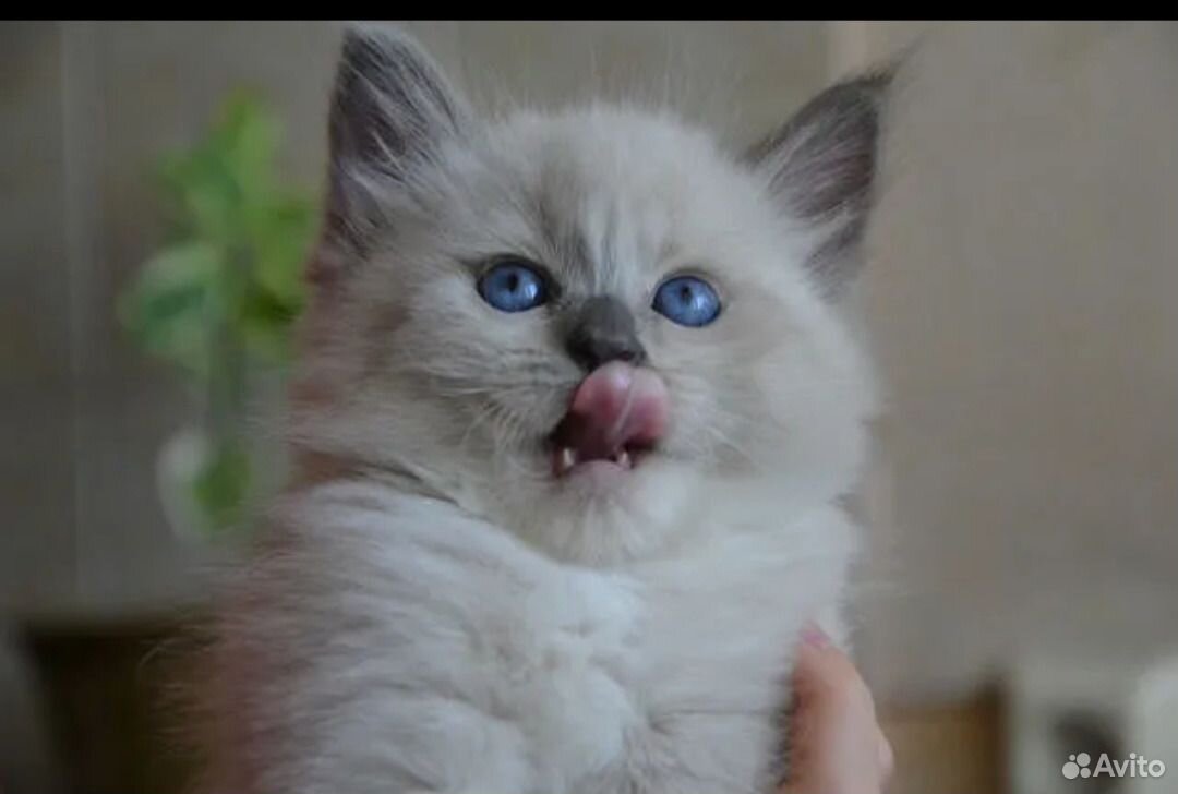 Свободные котята