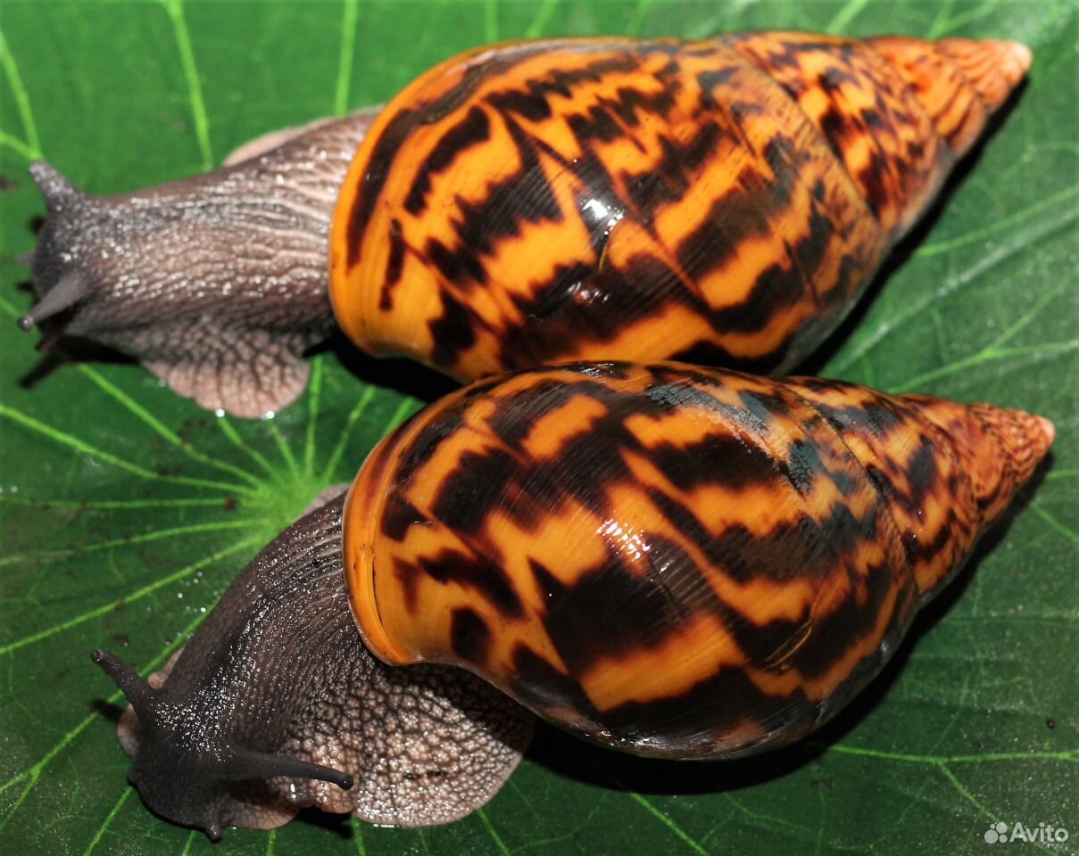 Улитки Ахатины и Архахатины