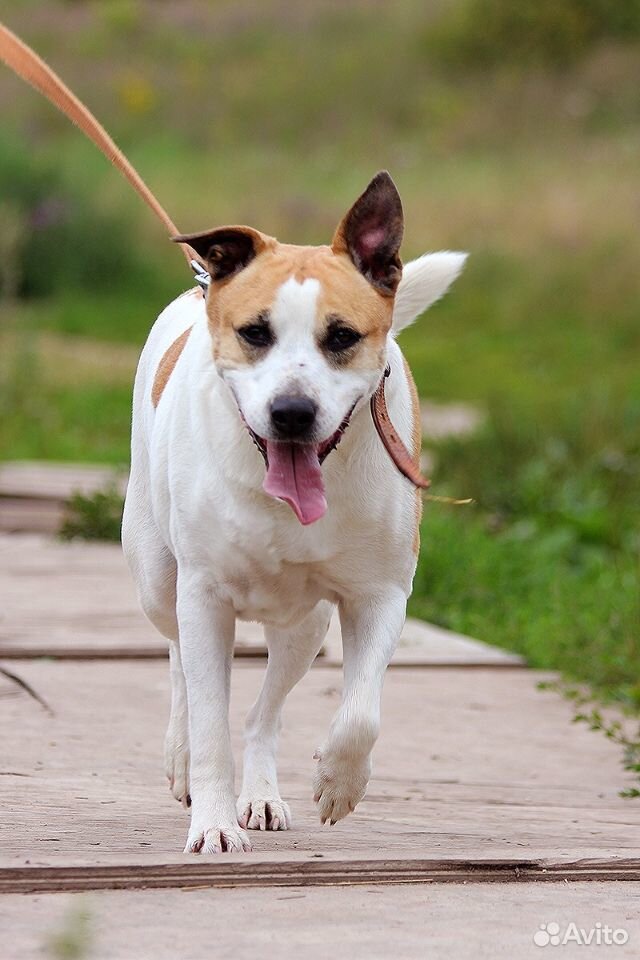 Нежная Анфиса в дар