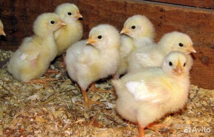 Цыплята Броллеры Кобб 500