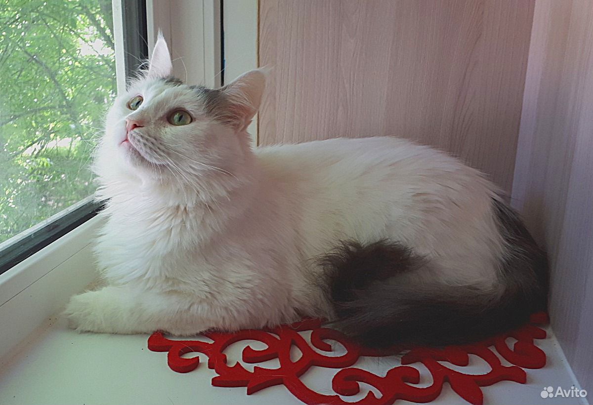 Платон ищет дом