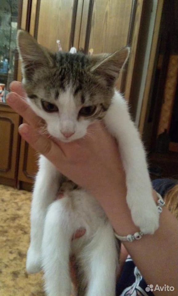 Котёнок-мурчалка Дуся в добрые руки