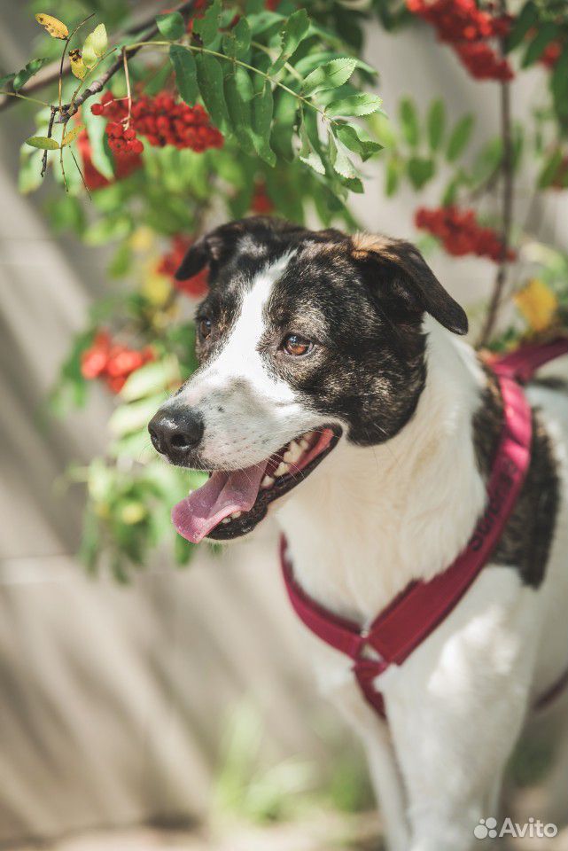 Харли ищет дом