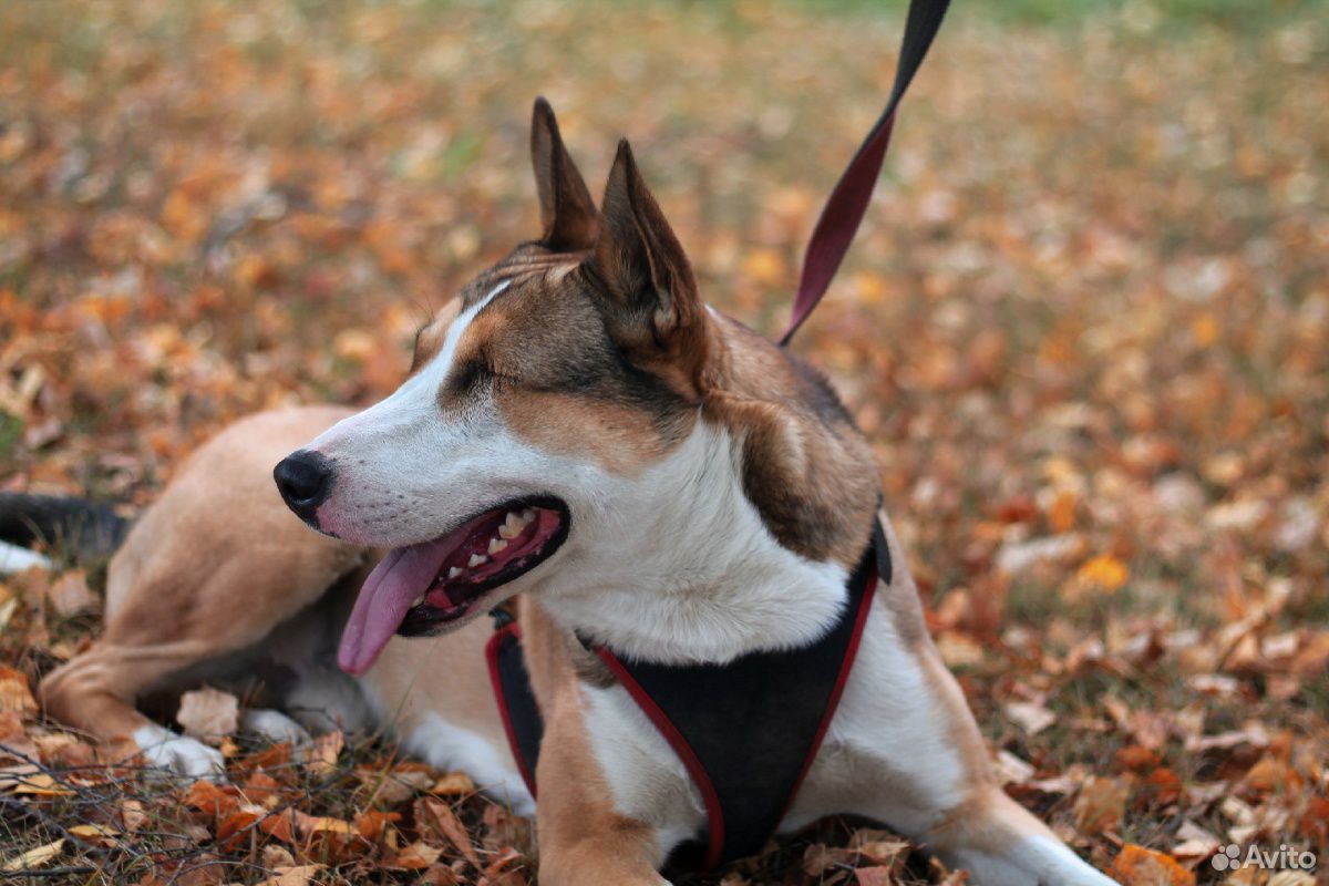 Отдадим молодого пса из приюта в добрые руки